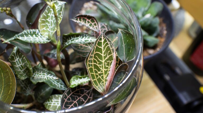 How to Plant, Grow, and Care for Ludisia Orchids