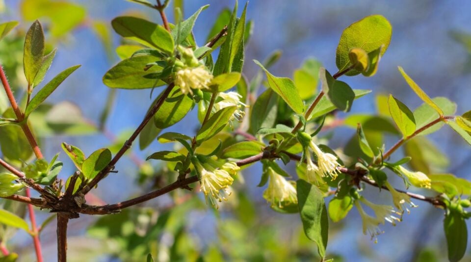 How to Remove Invasive Shrubs