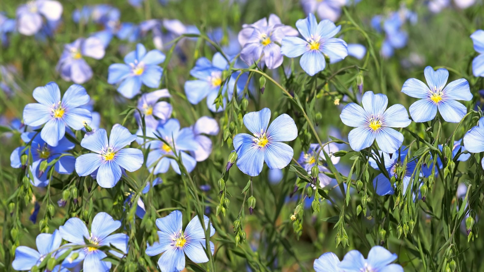 25 Native Plant Seeds Ideal for Winter Sowing