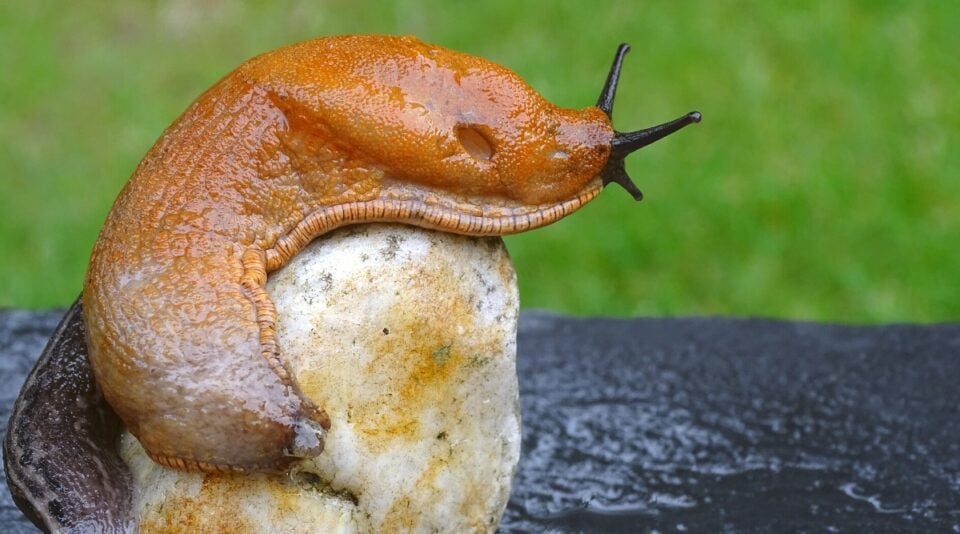 Can You Trap Slugs With Beer?
