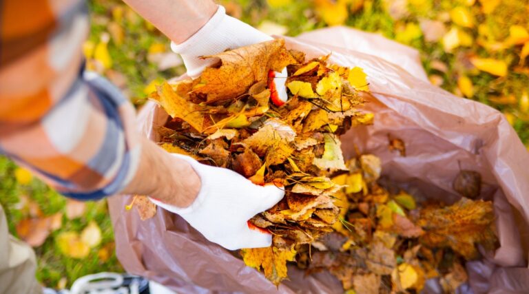 Can You Use Fall Leaves to Fill Raised Beds?