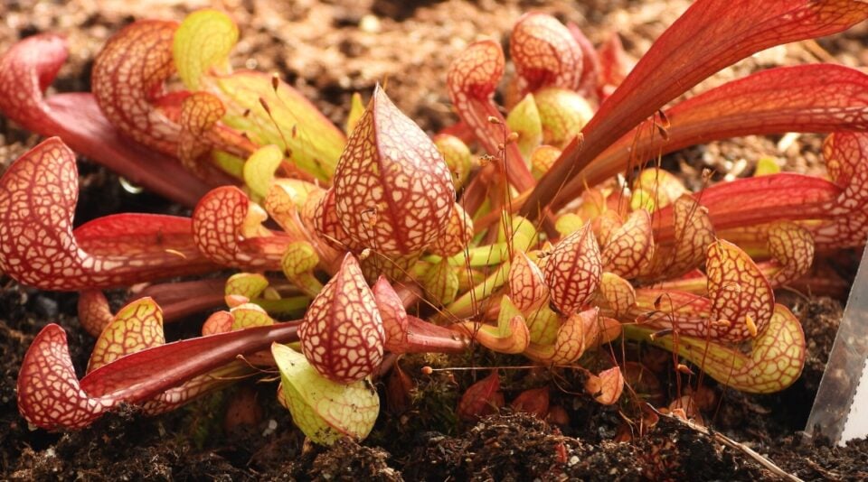 How to Plant, Grow, and Care for American Pitcher Plants