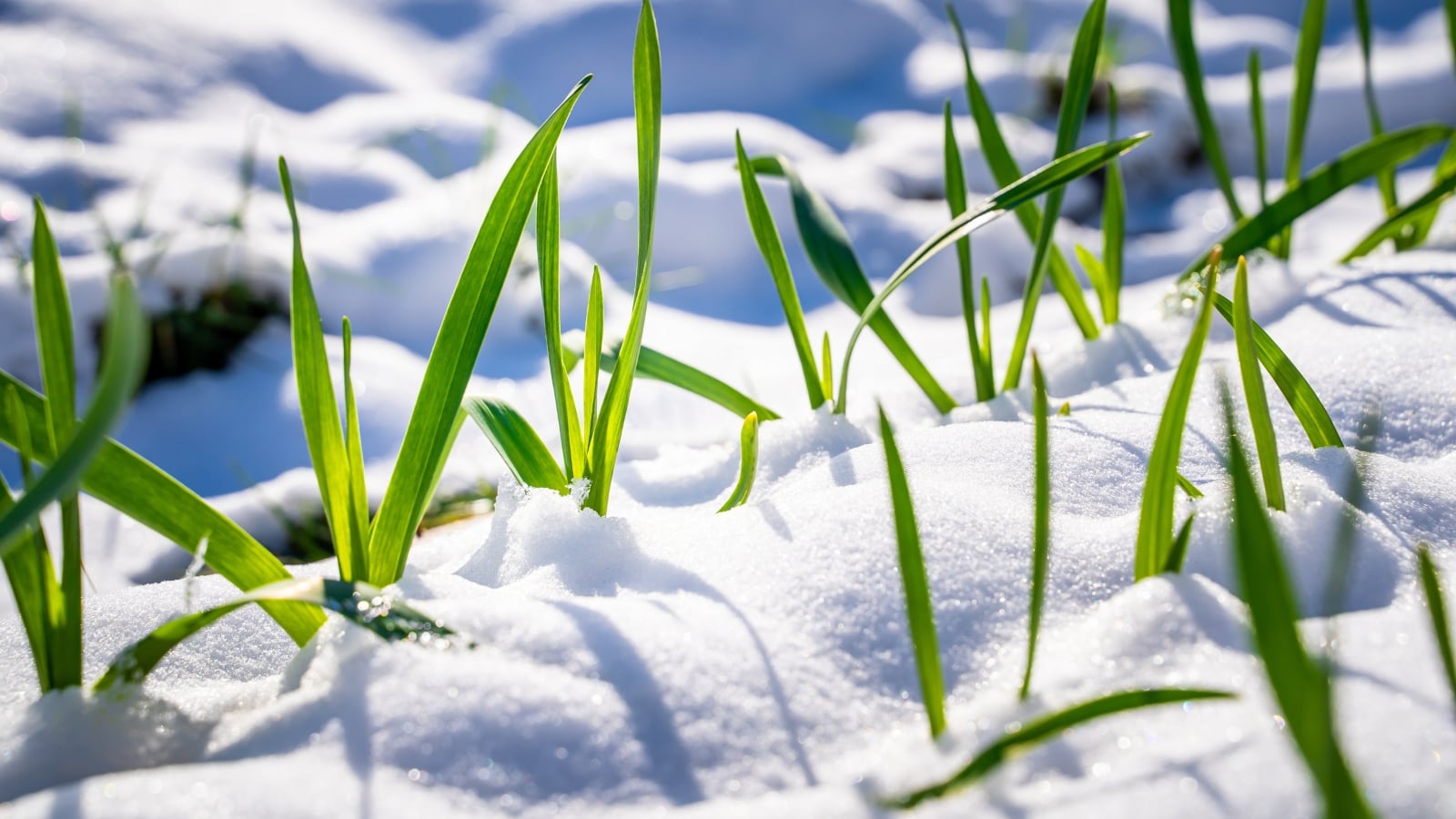 What is the Persephone Period? What it Means for Winter Growing