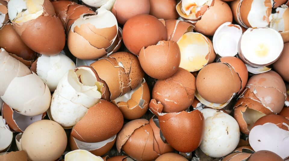 Compost 101: How to Start Composting for Beginners