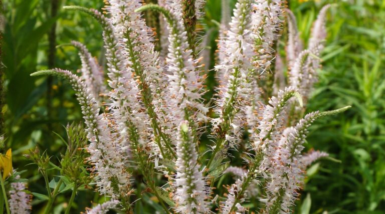 How to Plant, Grow, and Care For Culver's Root