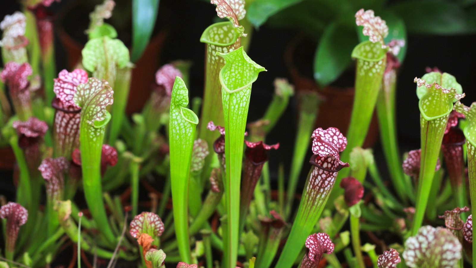 How to Plant, Grow, and Care for American Pitcher Plants