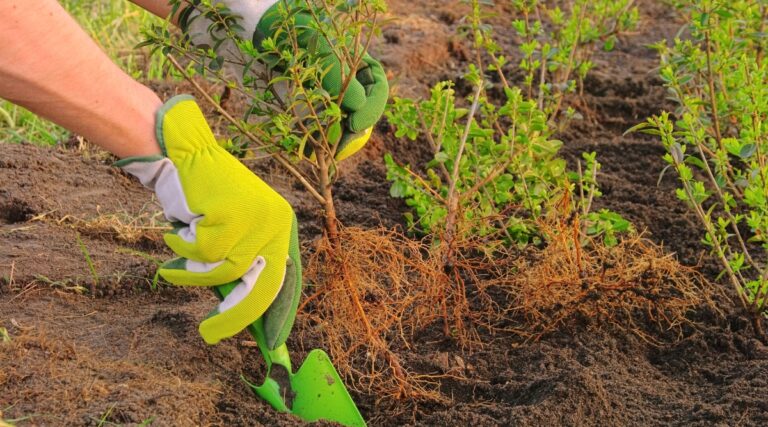 How to Remove Invasive Shrubs