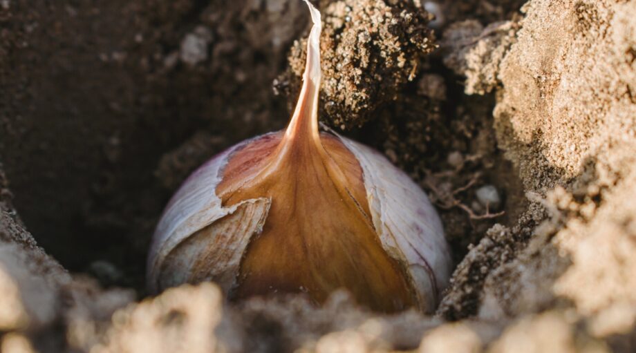 What is the Persephone Period? What it Means for Winter Growing
