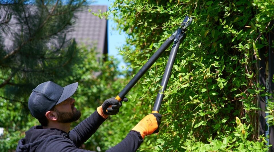How to Get Rid of Invasive Honeysuckle