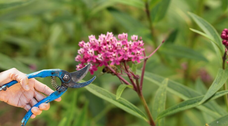 How to Plant, Grow, and Care for Swamp Milkweed