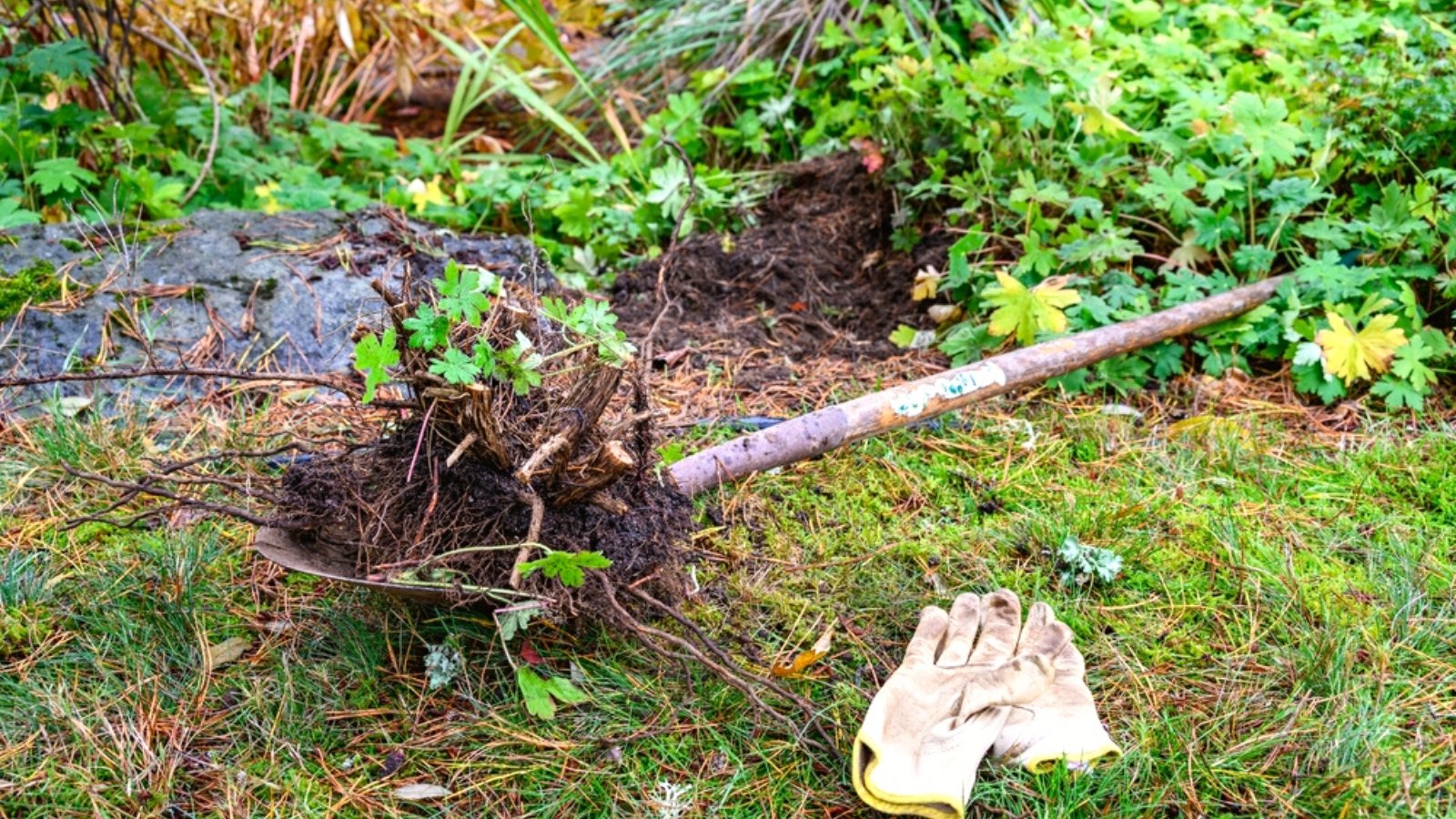 How to Remove Invasive Shrubs