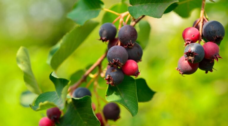 How To Plant, Grow, and Care for Service Berry Trees