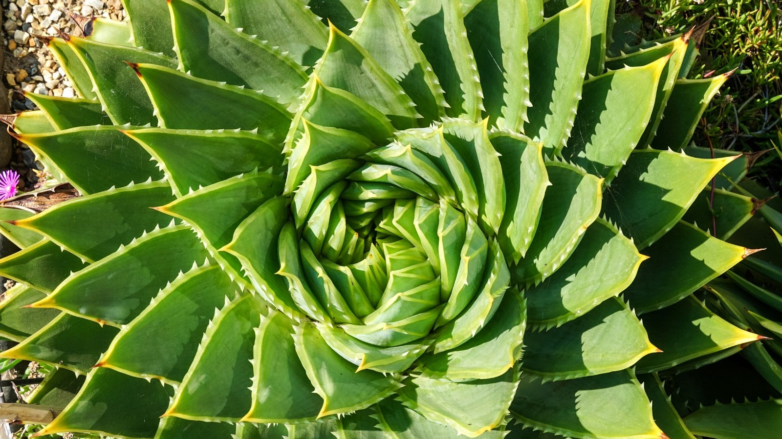 How to Plant, Grow, and Care for Spiral Aloe