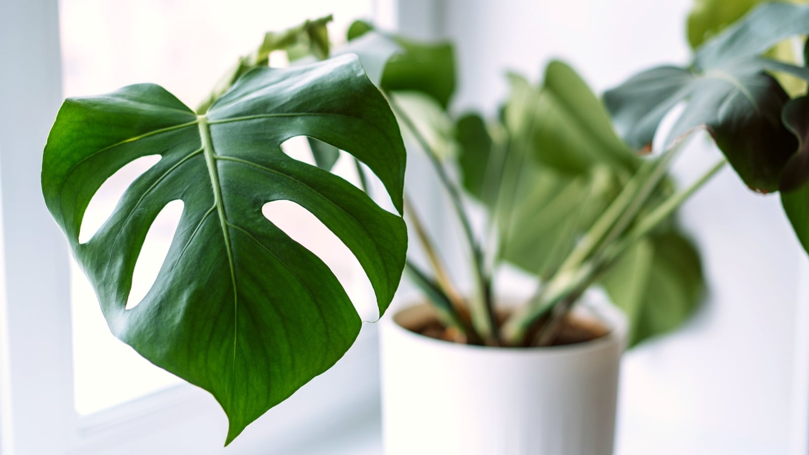 27 Statement Houseplants for a Gorgeous Indoor Garden