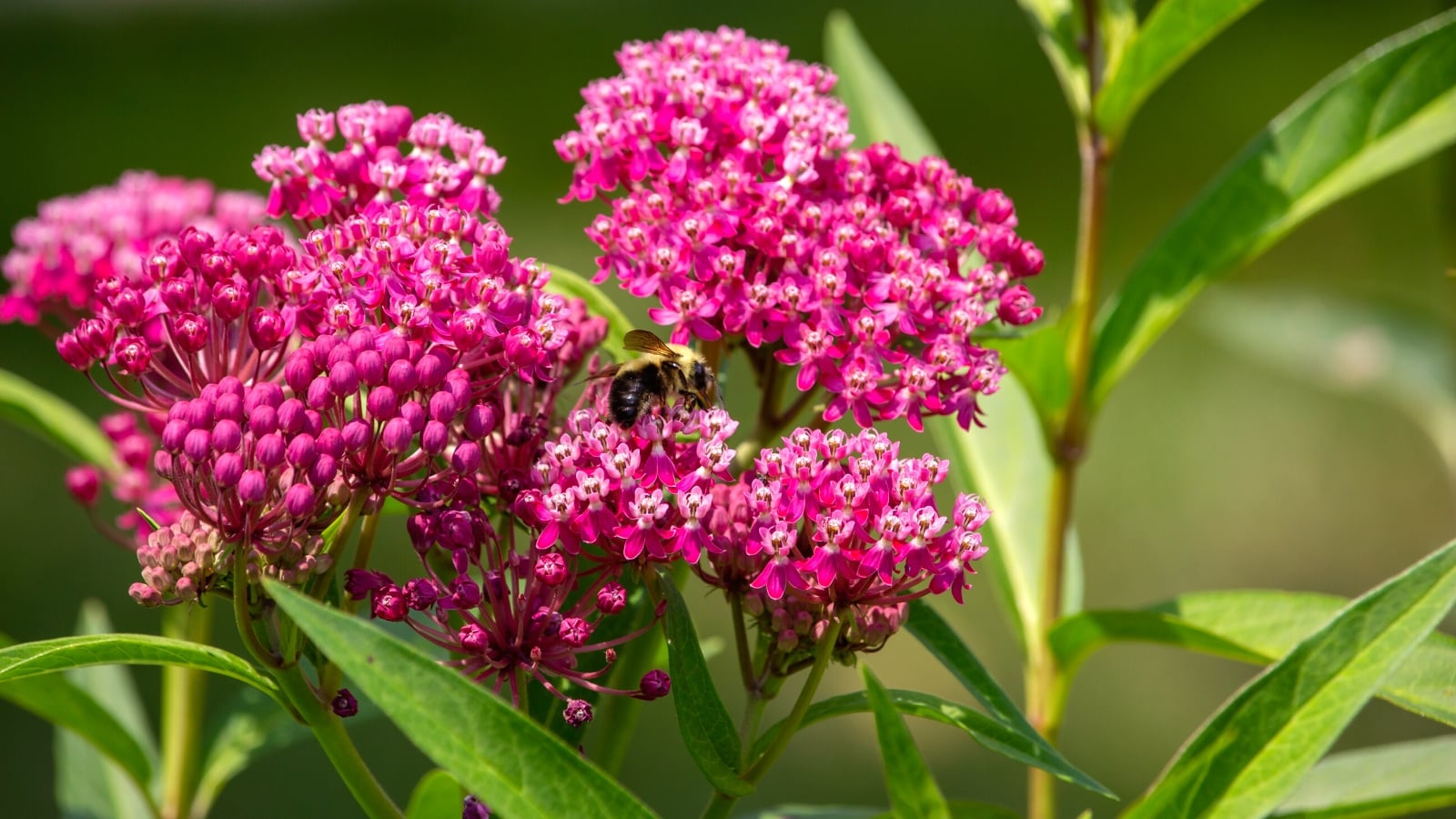 How to Plant, Grow, and Care for Swamp Milkweed