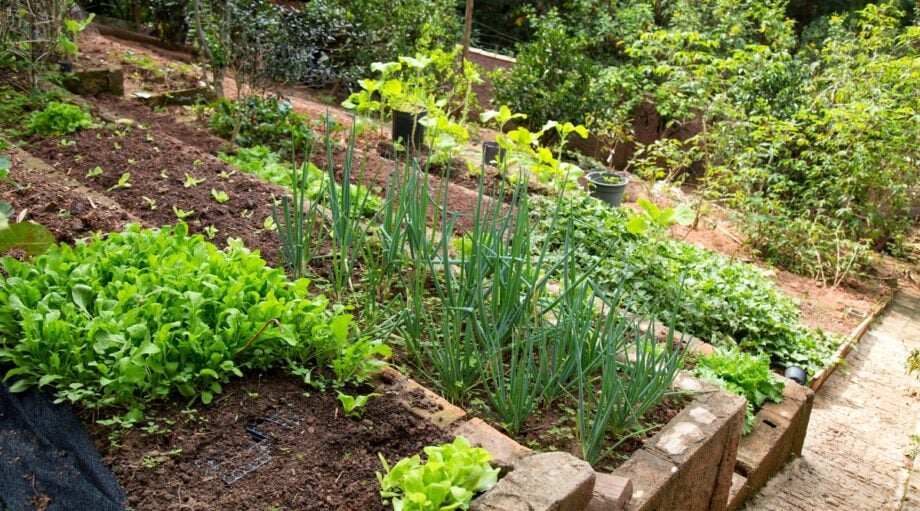 19 Tips for Gardening on a Hill or Slope