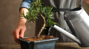 A Beginner's Guide to Bonsai