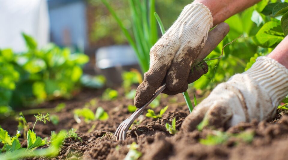 How to Grow an Herbal Tea Garden