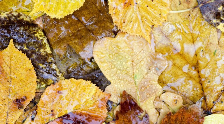 Can You Use Fall Leaves to Fill Raised Beds?