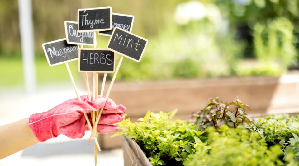 How to Grow an Herbal Tea Garden