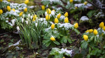 2023 Changes to Plant Hardiness Zones: What You Need to Know