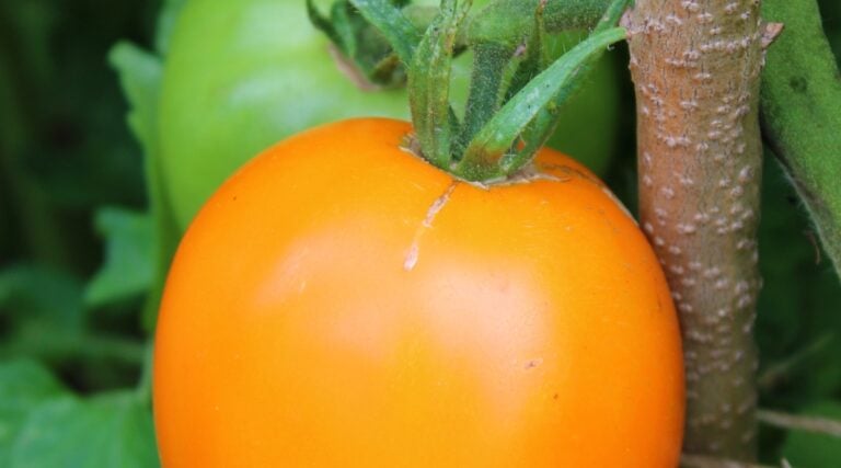 15 Disease-Resistant Tomato Varieties For Your Garden