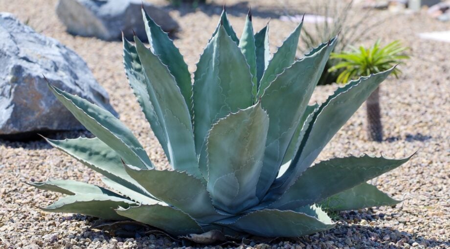 How to Plant, Grow, and Care for Agave Plants