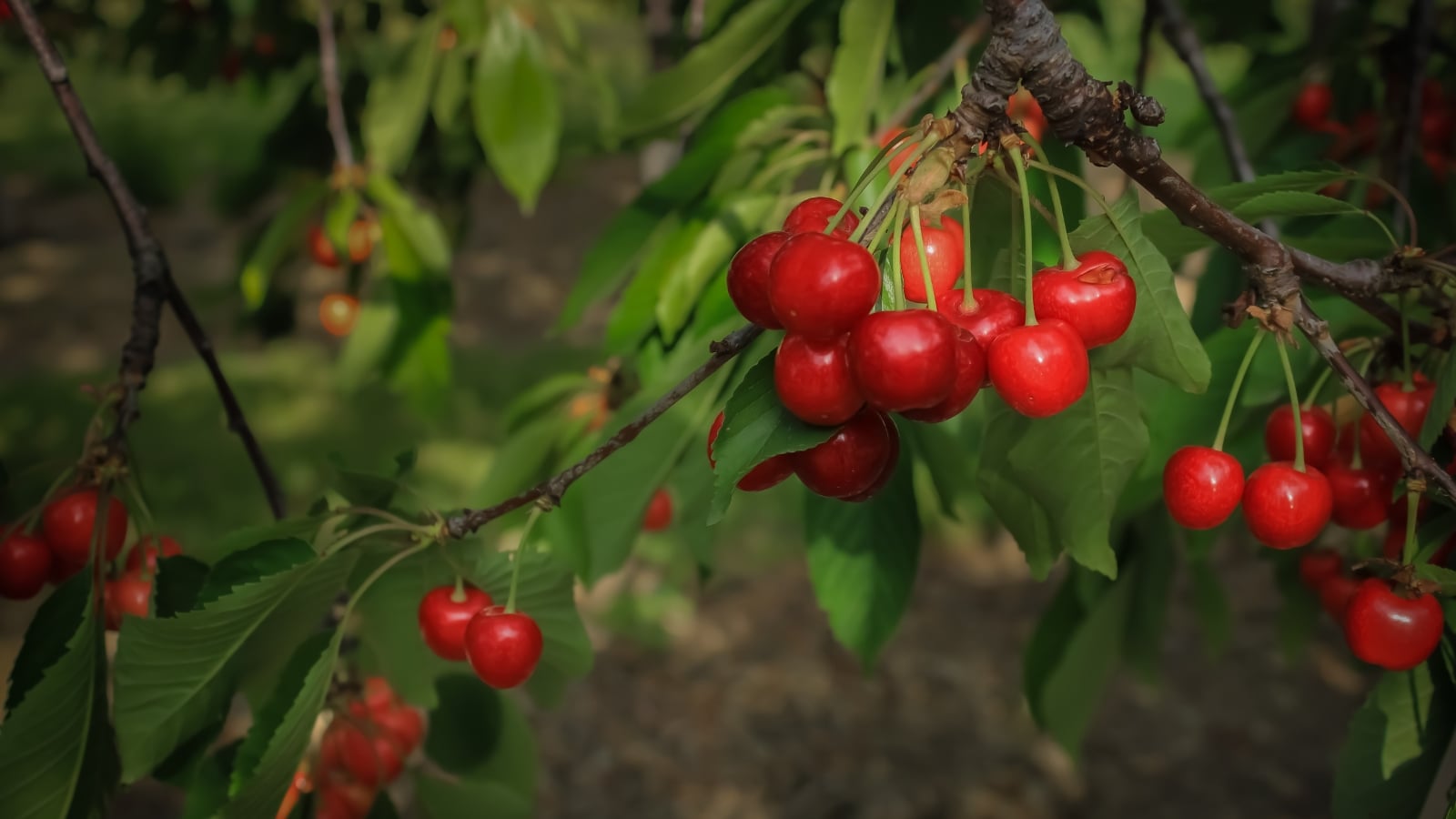 Can You Grow a Tree by Planting a Cherry Pit?