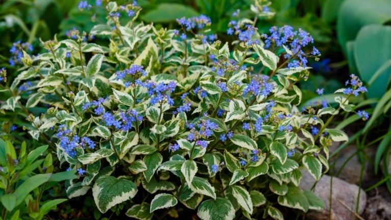 17 Beautiful Ground Covers for Shade
