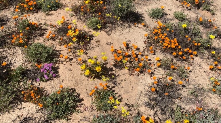 When's the Best Time to Plant Wildflowers from Seed?