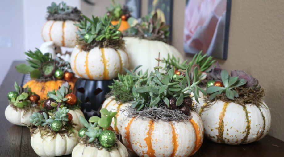 27 Beautiful Succulent Container Arrangements