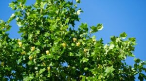 How to Plant, Grow, and Care for Tulip Trees