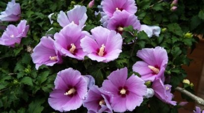 How to Plant, Grow, and Care for Rose of Sharon