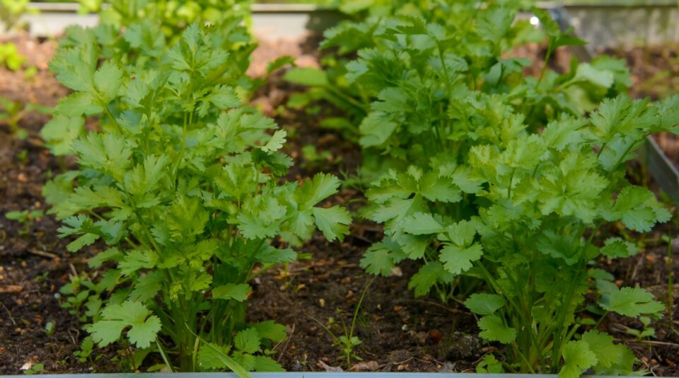 20 Seeds You Can Direct Sow in Winter