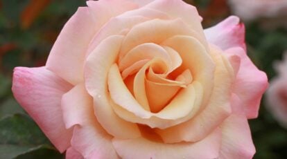 21 Most Beautiful Roses for Valentine's Day