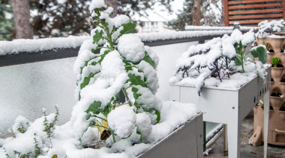 When to Start Seeds in Zone 8