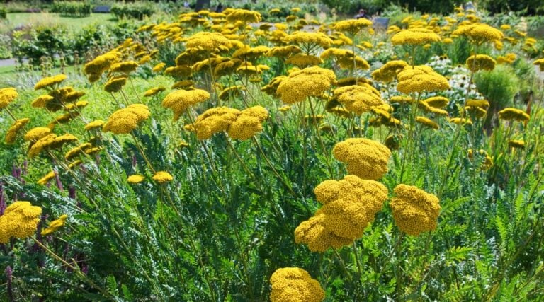 15 Beautiful Yarrow Varieties for Your Garden