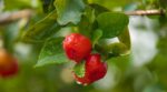 Can You Grow a Tree by Planting a Cherry Pit?