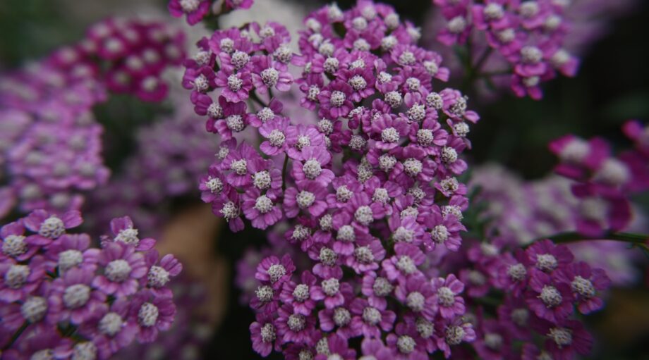 15 Beautiful Yarrow Varieties for Your Garden
