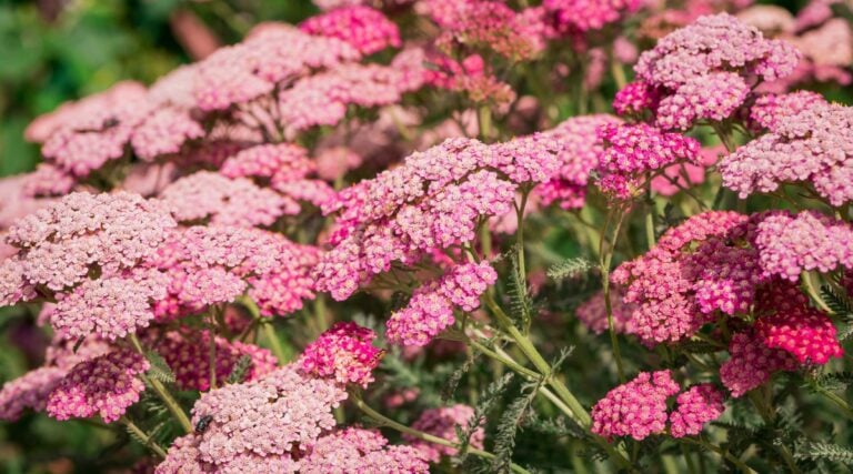 15 Beautiful Yarrow Varieties for Your Garden