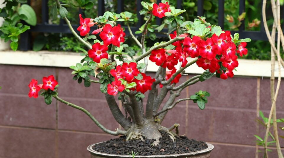 11 Best Bonsai Tree Types for Beginners