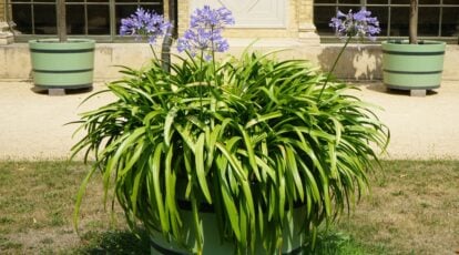How to Plant, Grow, and Care for Agapanthus