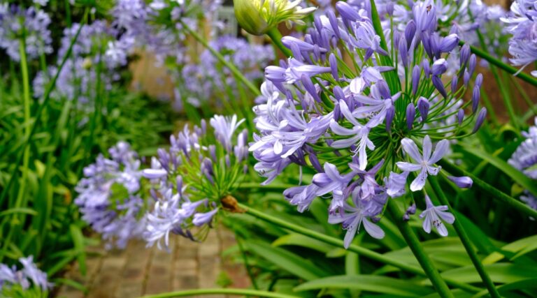 How to Plant, Grow, and Care for Agapanthus