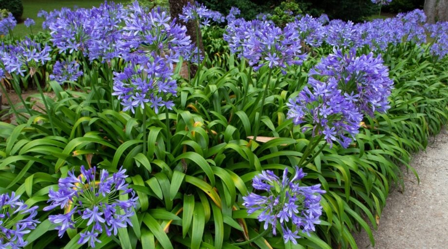 How to Plant, Grow, and Care for Agapanthus