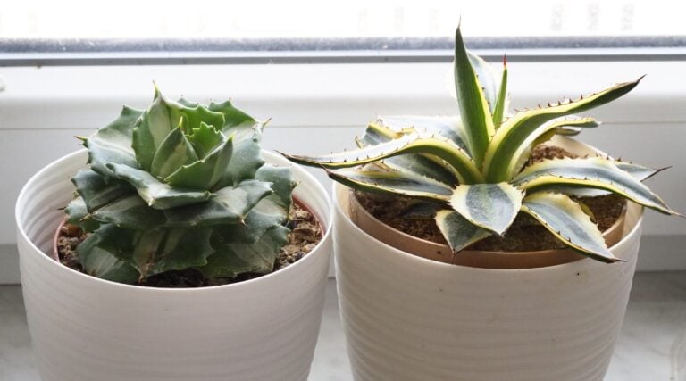 How to Plant, Grow, and Care for Agave Plants