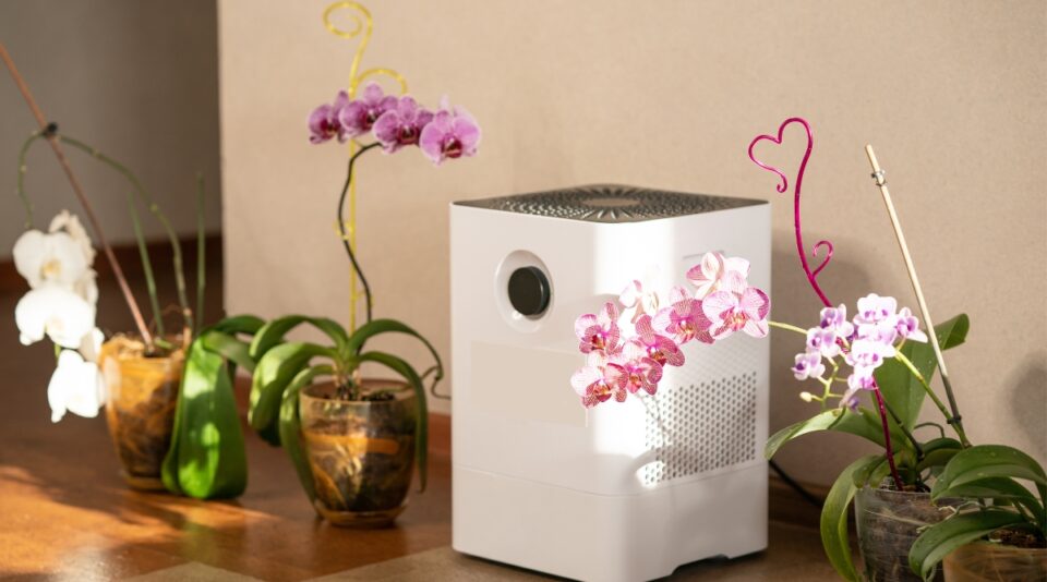 How to Meet Your Orchid's Humidity Needs