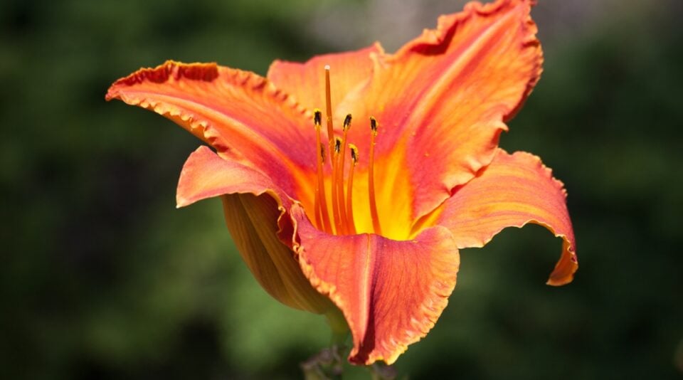 63 Beautiful Daylily Varieties for Your Garden