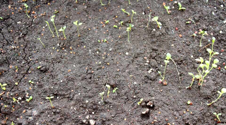 How to Plant, Grow, and Care for 'Rosie O'Day' Sweet Alyssum