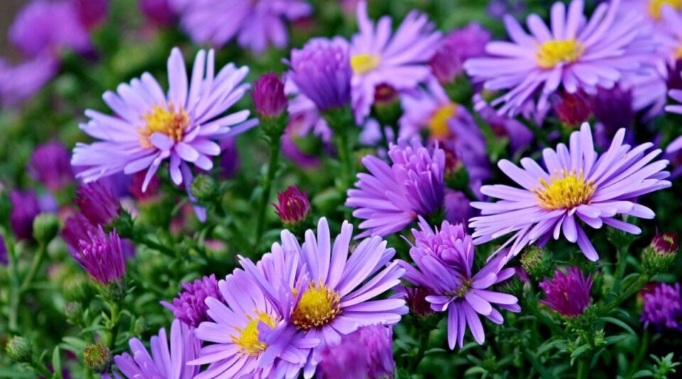 21 Cold-Hardy Wildflowers for Gardeners in Cold Climates
