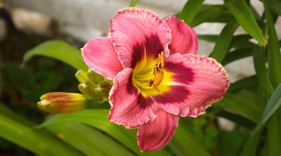 63 Beautiful Daylily Varieties for Your Garden